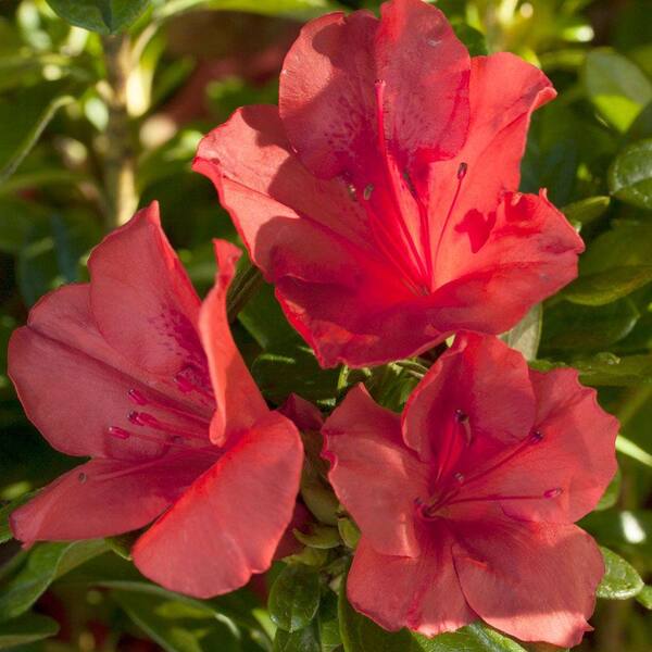 ENCORE AZALEA 1 Gal. Autumn Sunset Encore Azalea Shrub with Orange-Red ...