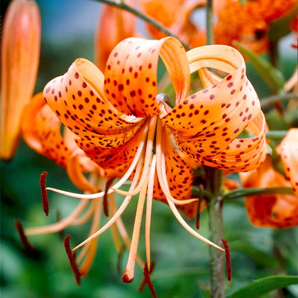 Garden State Bulb 14 cm/16 cm, Splendens Tiger Lily Flower Bulbs (Bag ...