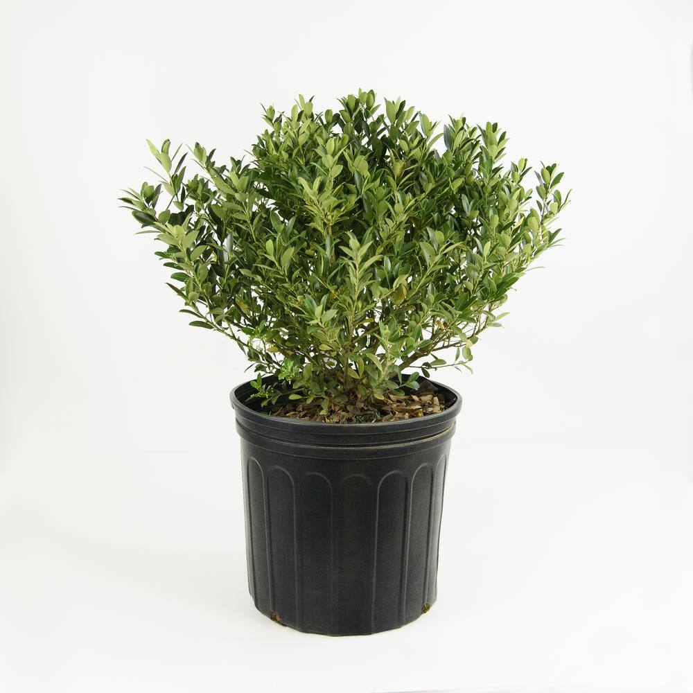 national PLANT NETWORK 2.25 Gal. Hoogendorn Holly Plant HD7498 - The ...