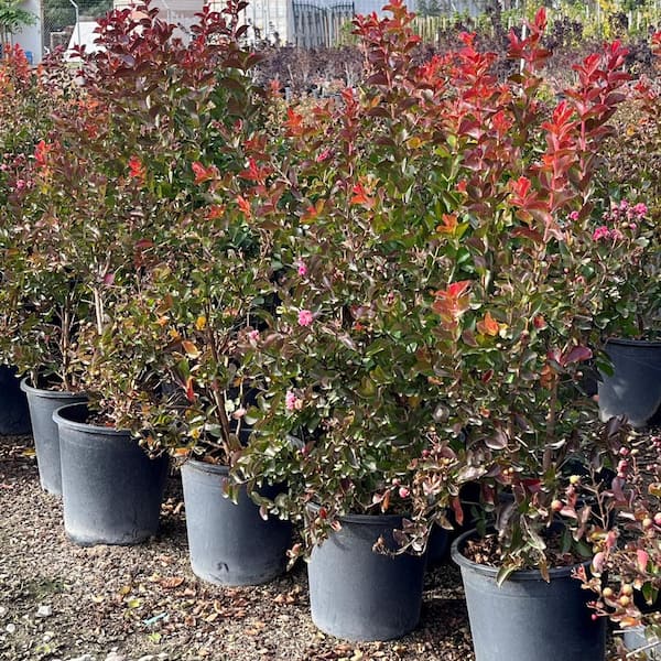 Alder & Oak #5 container 'Red Rocket' Crape Myrtle Tree LARM05 - The Home Depot