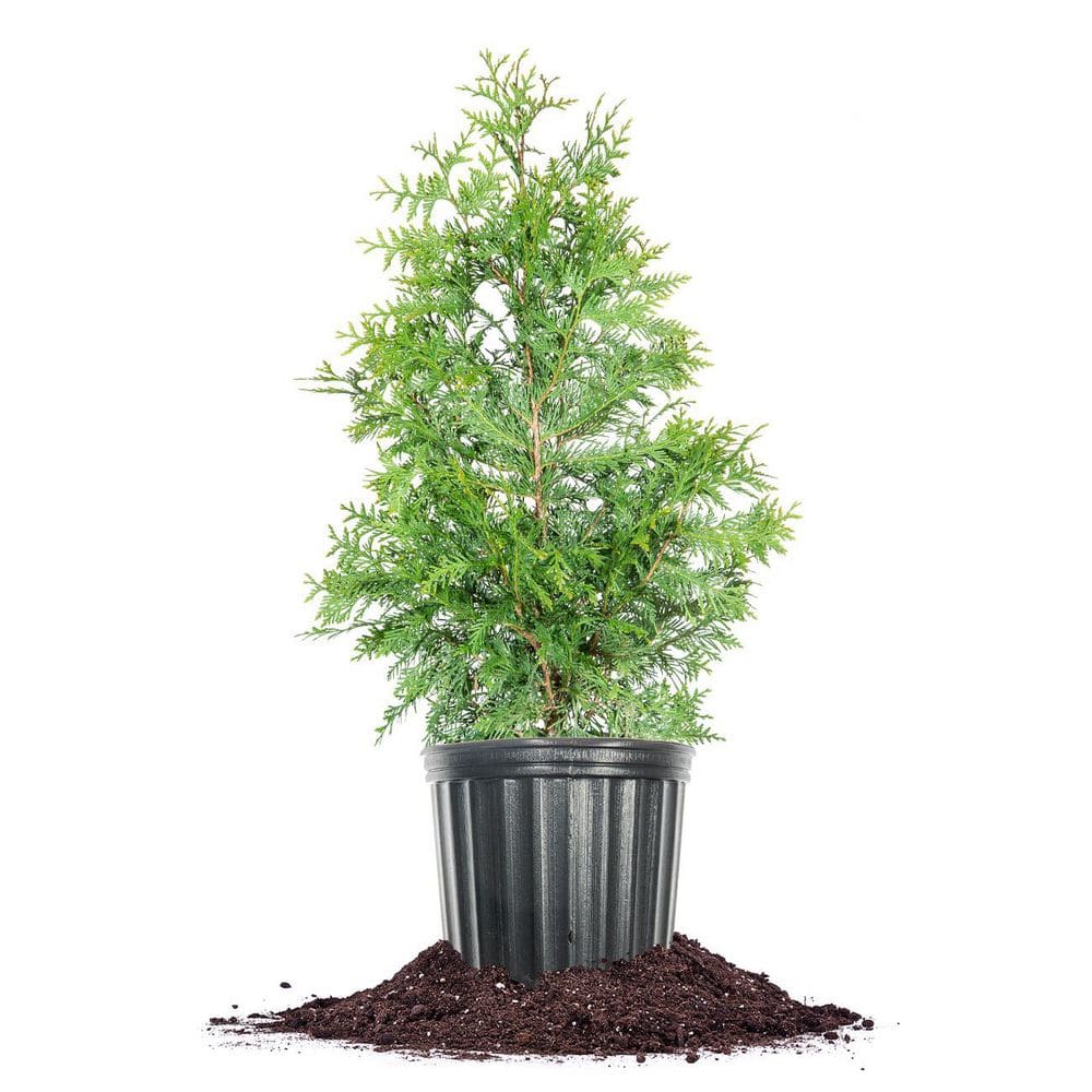 Perfect Plants Thuja Green Giant Tree in 3 gal. Grower's Pot HD-Thuja ...