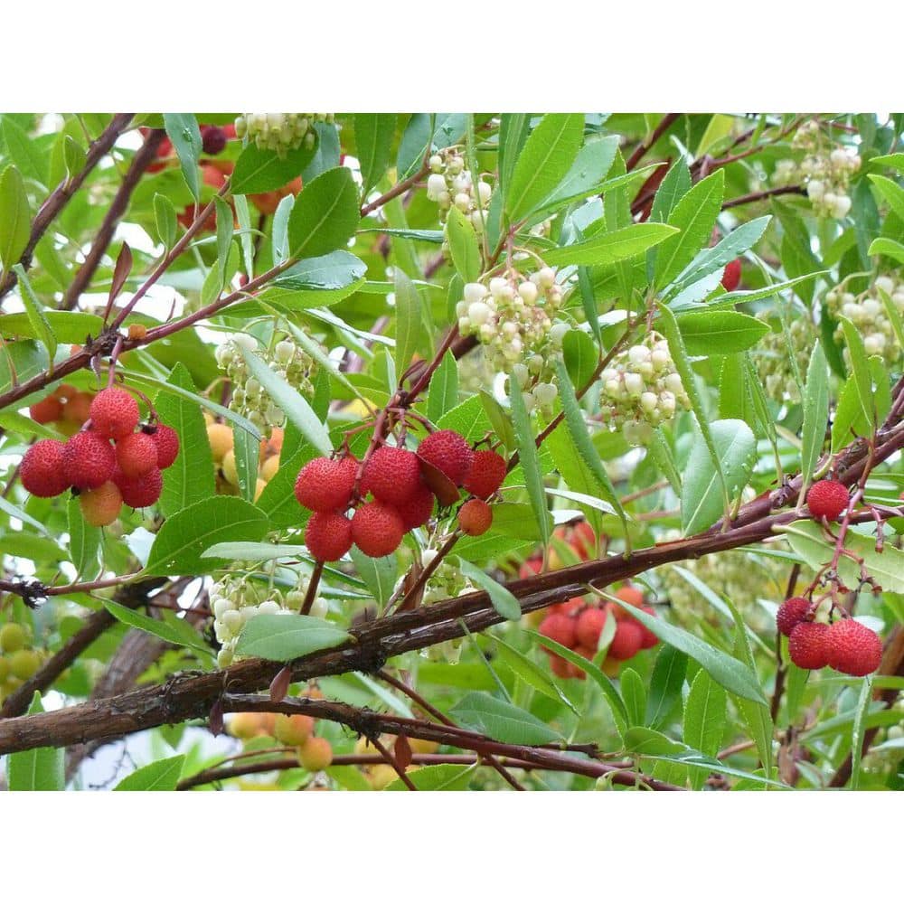 Online Orchards 1 gal. Dwarf Strawberry Tree with Year-Round Interest ...