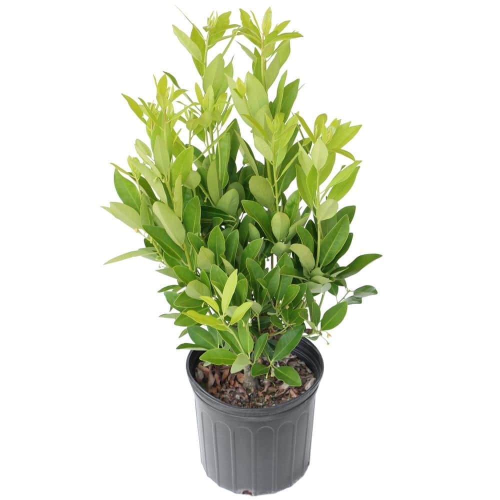 national PLANT NETWORK 2.25 Gal. Anise Tree Shrub HD7194 - The Home Depot