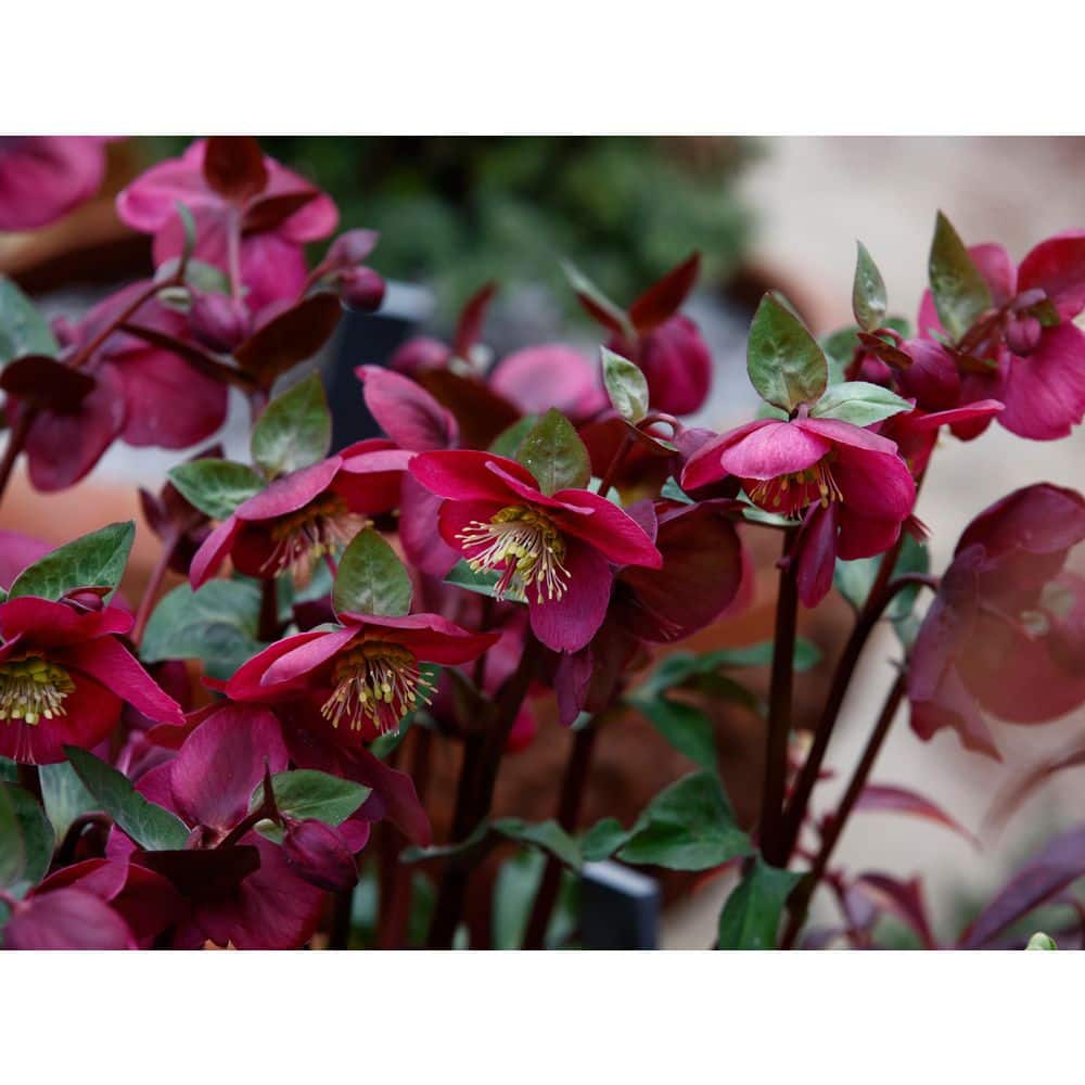 FROSTKISS 1 gal. Anna's Red Hellebore Live Flowering Shade Perennial ...