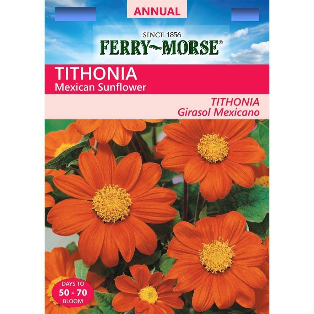 Tithonia Flowering Time | Best Flower Site