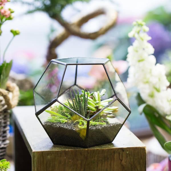 Plants For A Open Terrarium