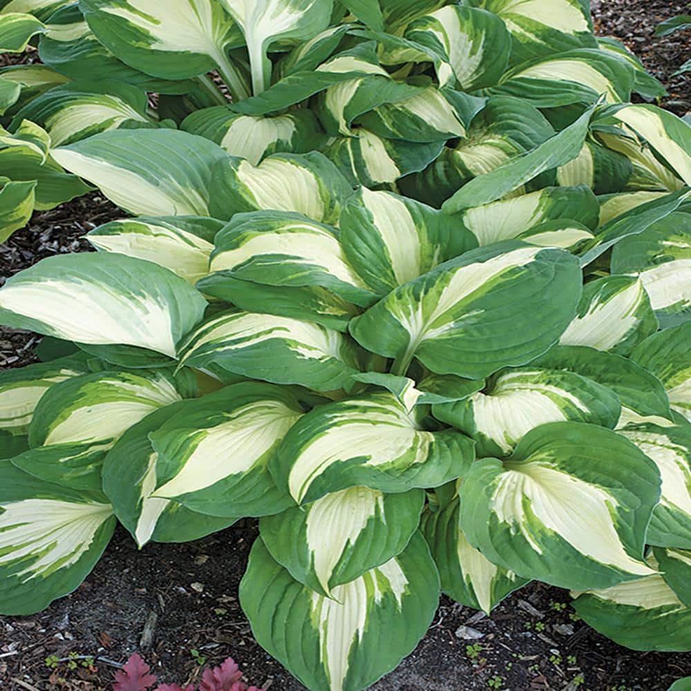 1 Gal. Night Before Christmas Hosta Plant 1201 - The Home Depot
