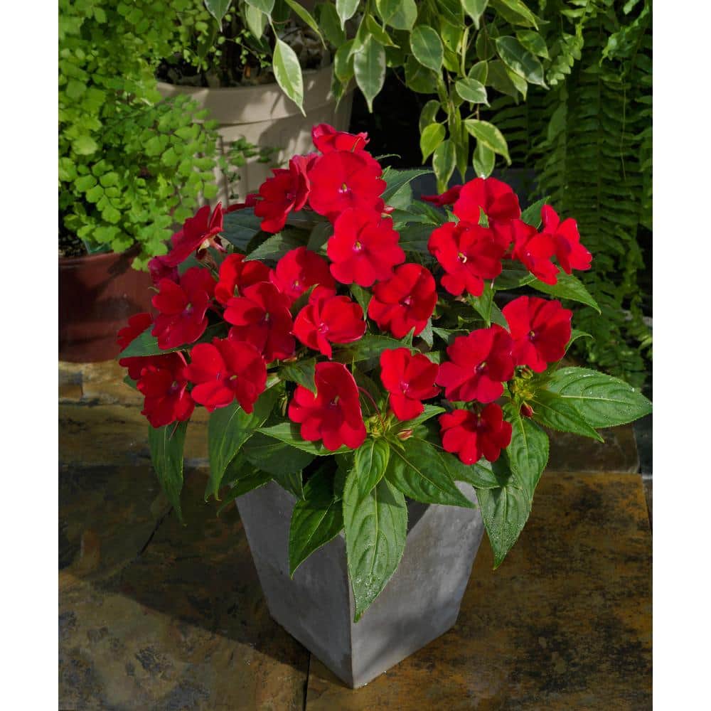 SunPatiens 2.5 In. Compact Fire Red SunPatiens Impatiens Outdoor Annual ...