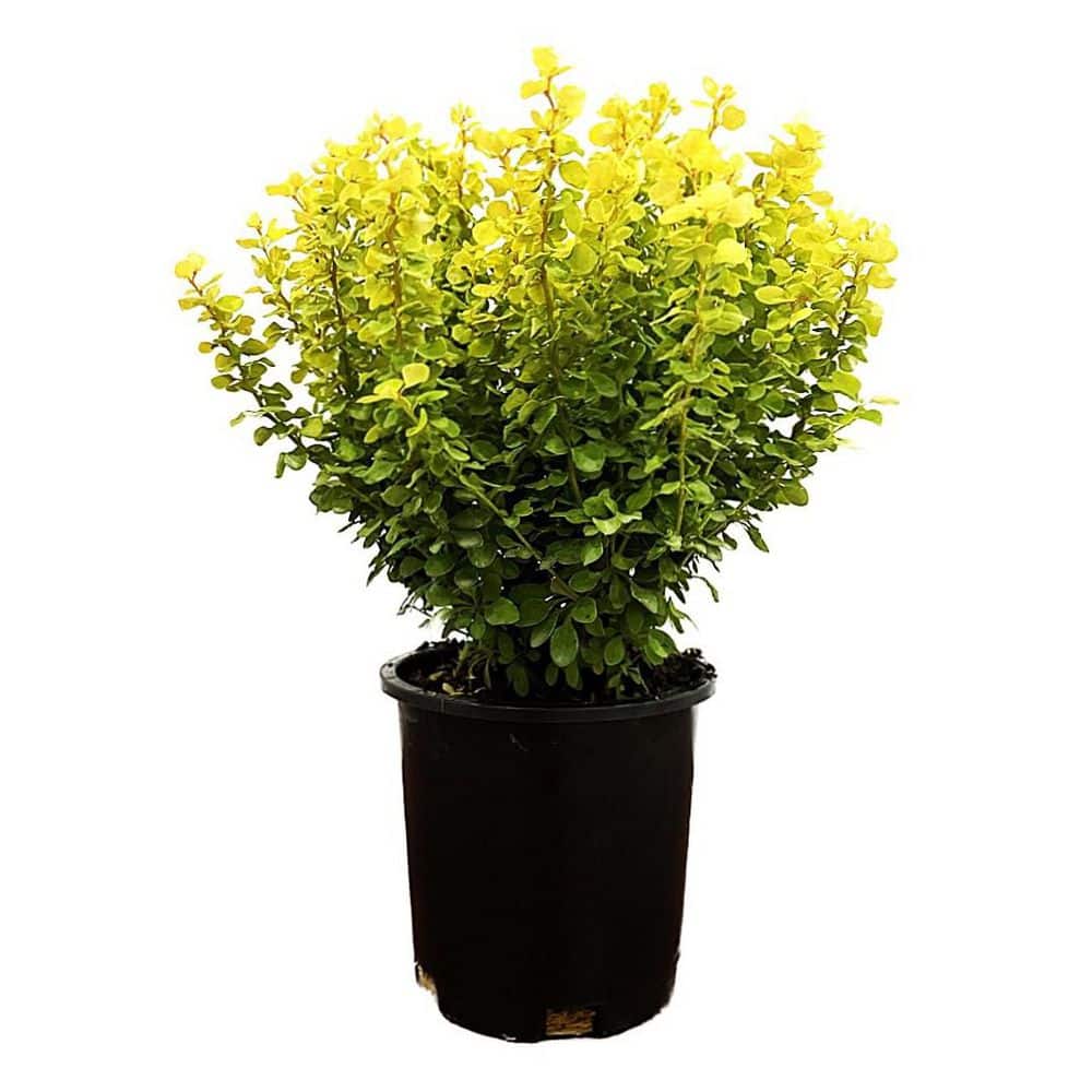 2.5 qt. Golden Dwarf Barberry (Berberis t. 'Bogozam') Live Shrub with ...