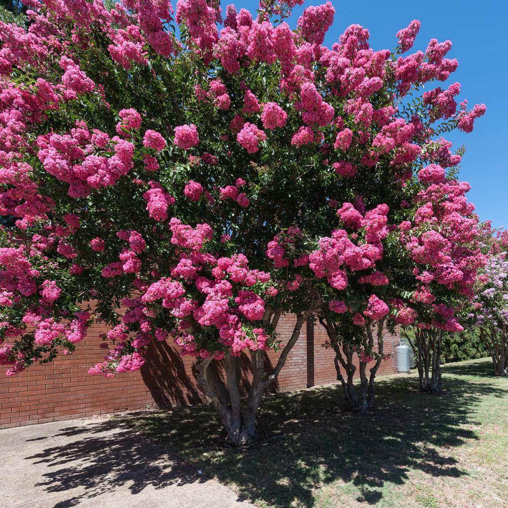 Have a question about Spring Hill Nurseries Catawba Purple Flowering ...