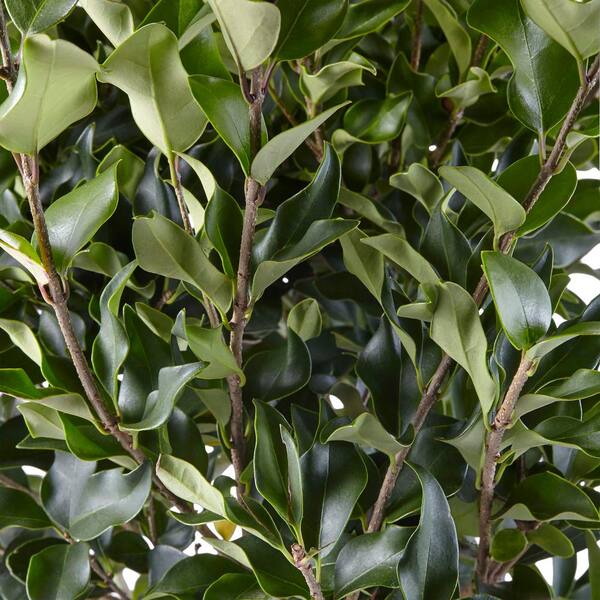Privet Tree Leaves