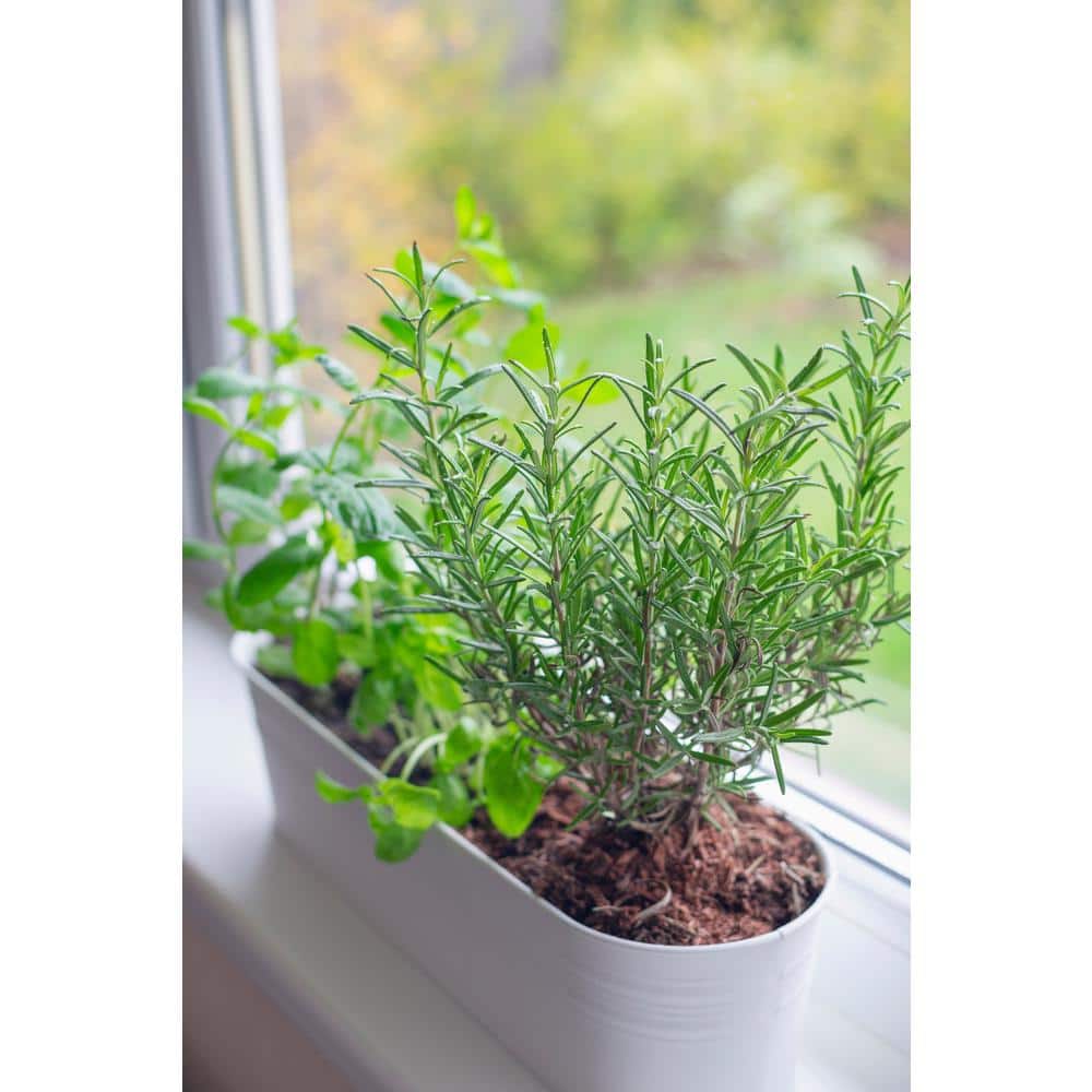 BELL NURSERY 2 gal. Barbeque Rosemary Plant RSMYT2BBQ1PK - The Home Depot