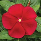 BELL NURSERY 4 in. Red Vinca Annual Live Plant with Red Flowers (Pack ...