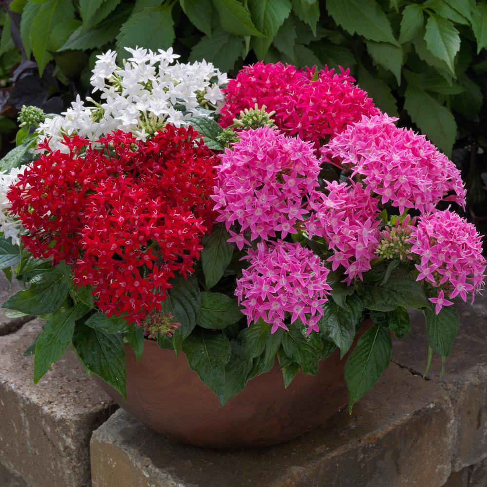 vigoro-1-qt-pentas-beebright-mix-annual-live-plant-4-pack