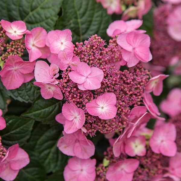 Lacecap Hydrangea Pink