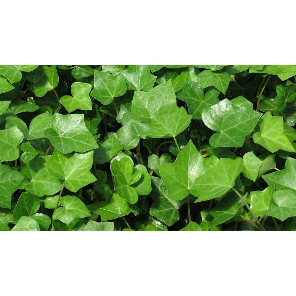 Pure Beauty Farms 1.97 Gal. English Ivy Plant in 2.75 in. Cell Grower's ...