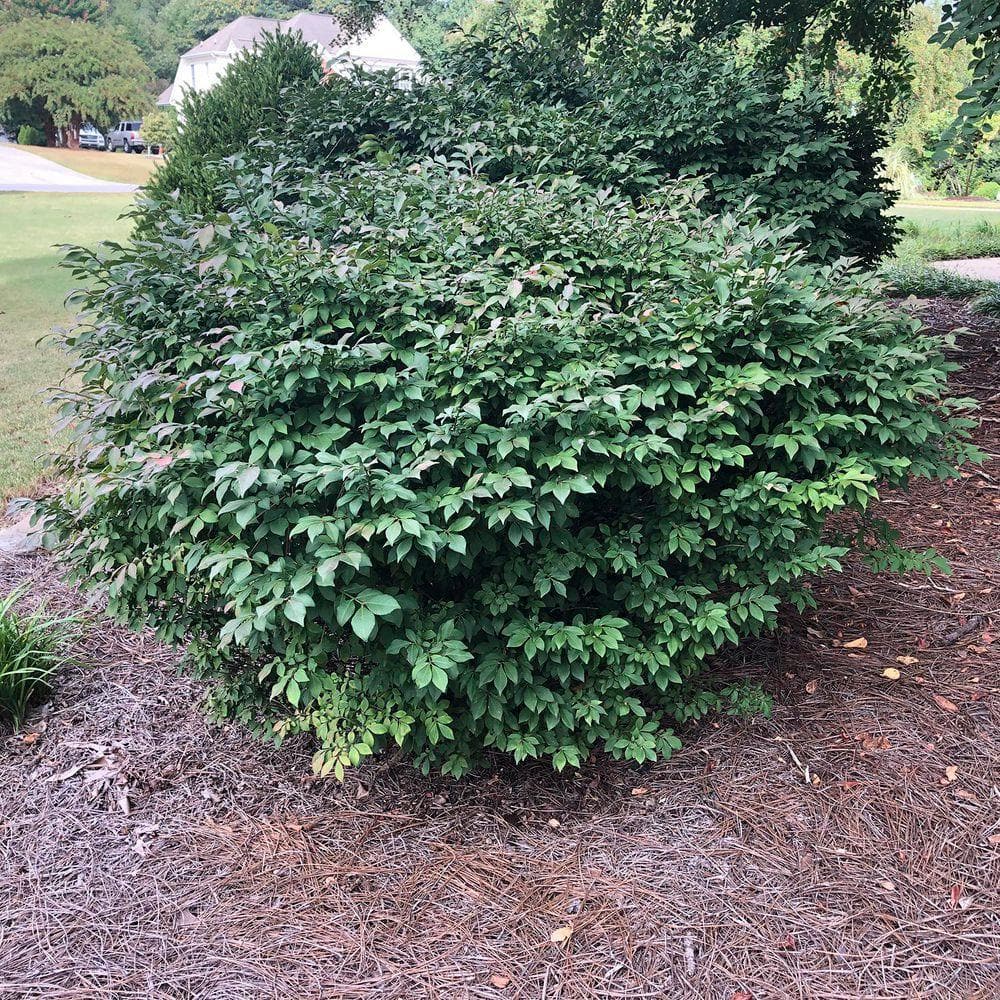 DIRECT GARDENING 1 Gal. Pot, Little Moses Dwarf Burning Bush Potted ...