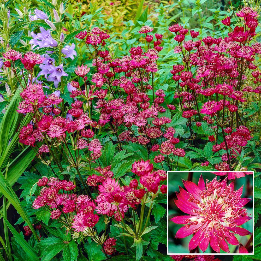 Spring Hill Nurseries Red Flowers Red Masterwort (Astrantia) Live ...