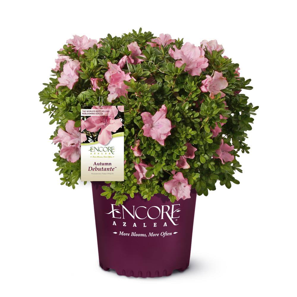 ENCORE AZALEA 1 Gal. Autumn Debutante Azalea Shrub with Large Delicate ...