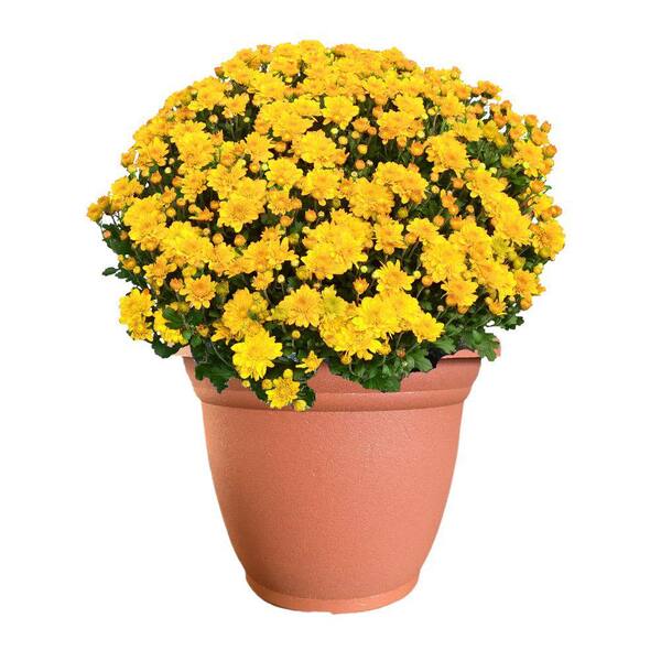 ENCORE AZALEA 11.5 in. Chrysanthemum (Mum) Plant in a Decorative Pot ...