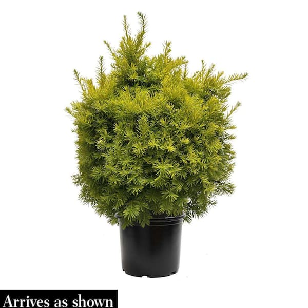Dwarf Spreading Yews