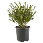 PROVEN WINNERS 2 Gal. Sprinter Boxwood Shrub with Glossy Evergreen ...