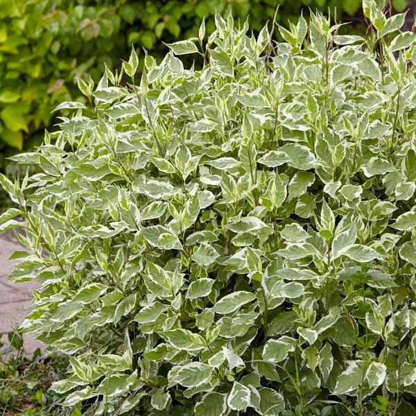 Spring Hill Nurseries 2.25 Gal. Pot, Ivory Halo Dogwood Live Potted ...