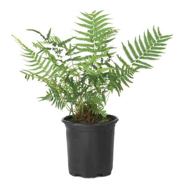 national PLANT NETWORK 1 Gal. Southern Woods Fern Plant HD2748 - The ...