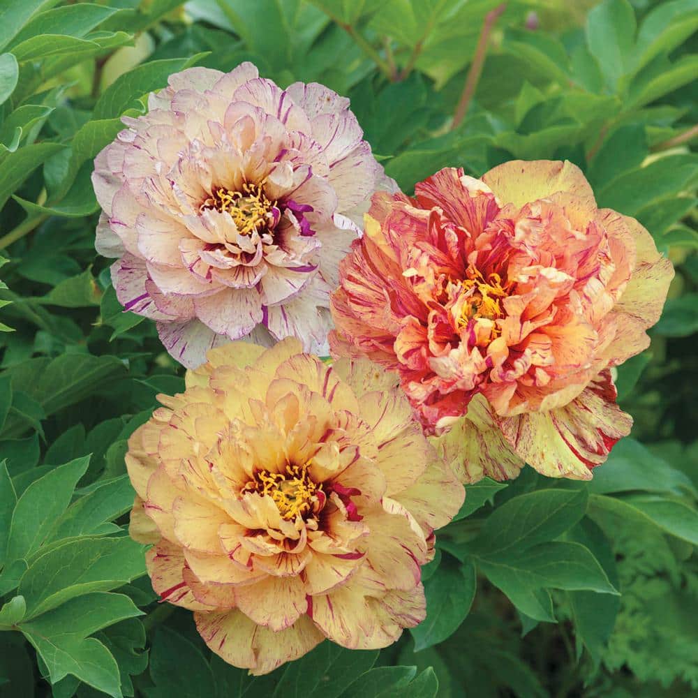 DIRECT GARDENING Lollipop Itoh Peony Flowering Perennial Starter Plant ...
