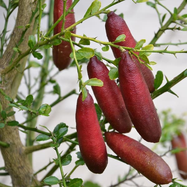 BELL NURSERY 1 Gal. Passion Fruit Live Fruit Bearing Tropical Vine ...