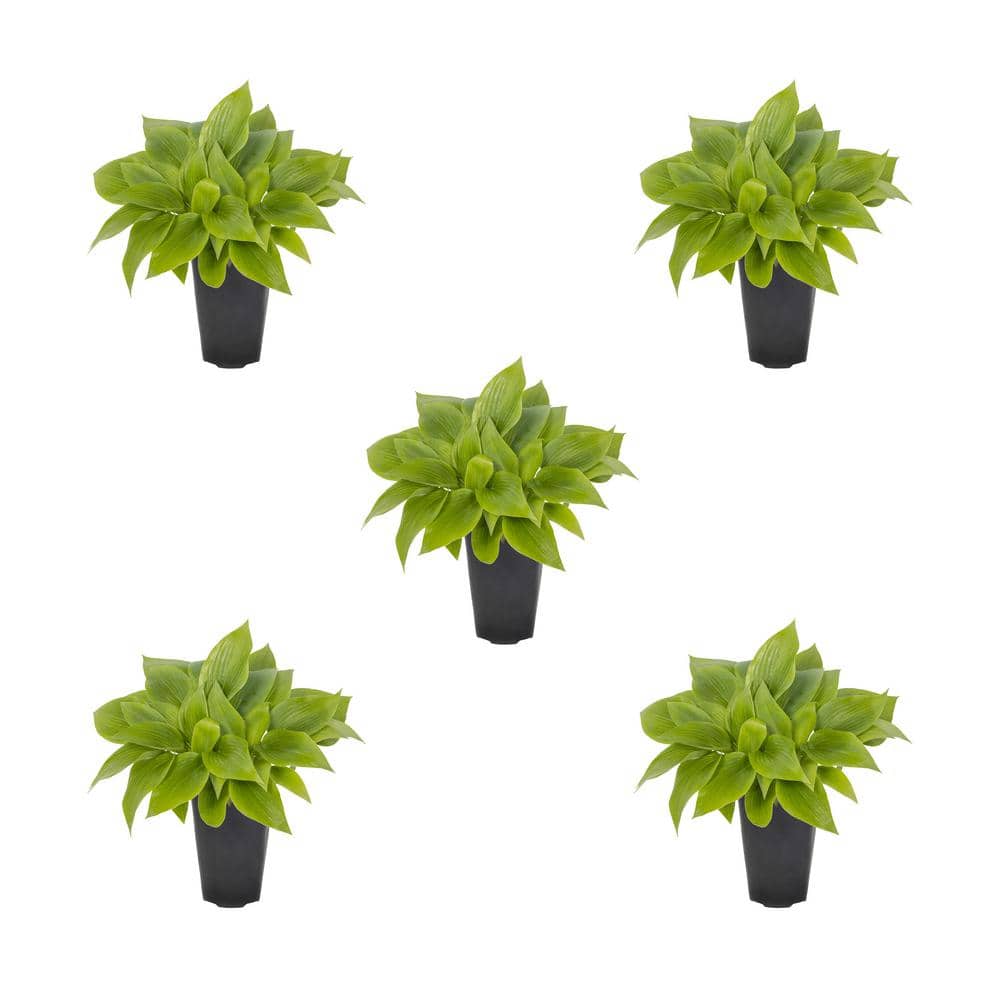 METROLINA GREENHOUSES 1.5 pt. Hosta Plantain Lily Halcyon Blue ...