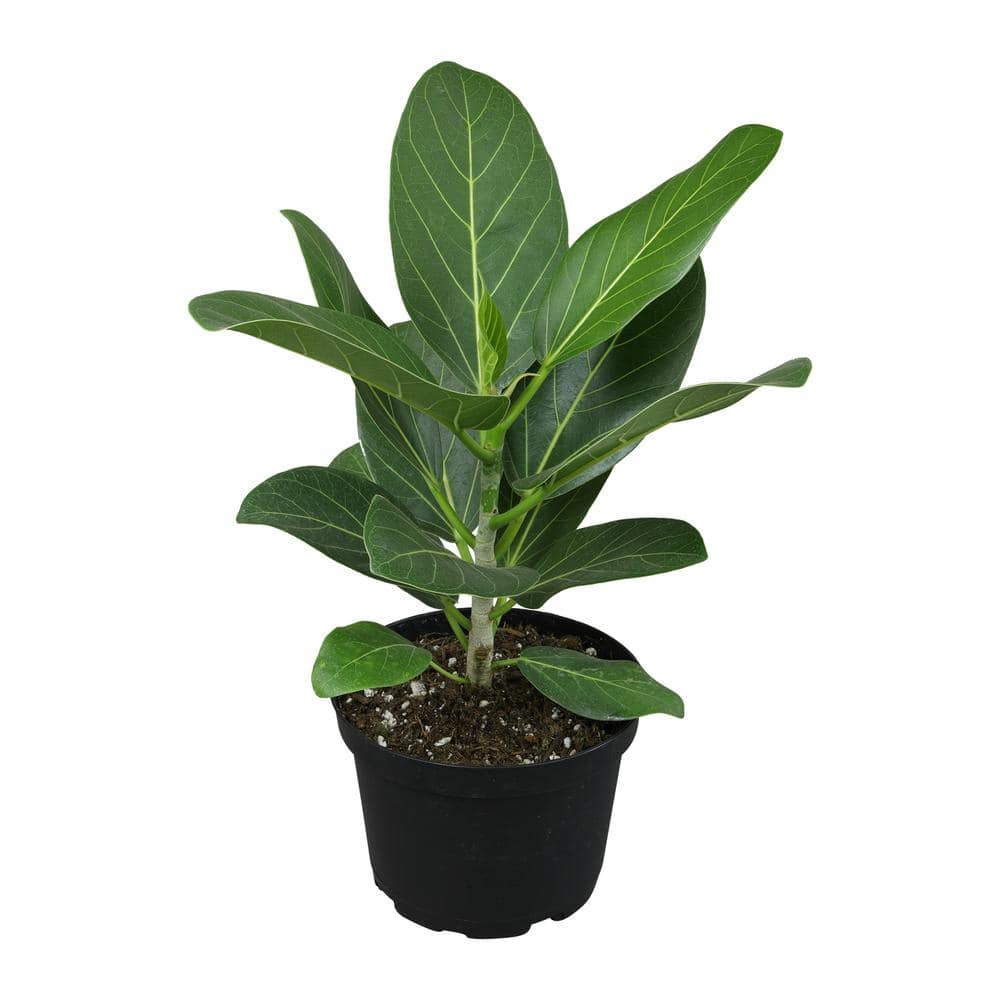 ALTMAN PLANTS Audrey' Ficus Tree Live Foliage Indoor Houseplant 6 in ...