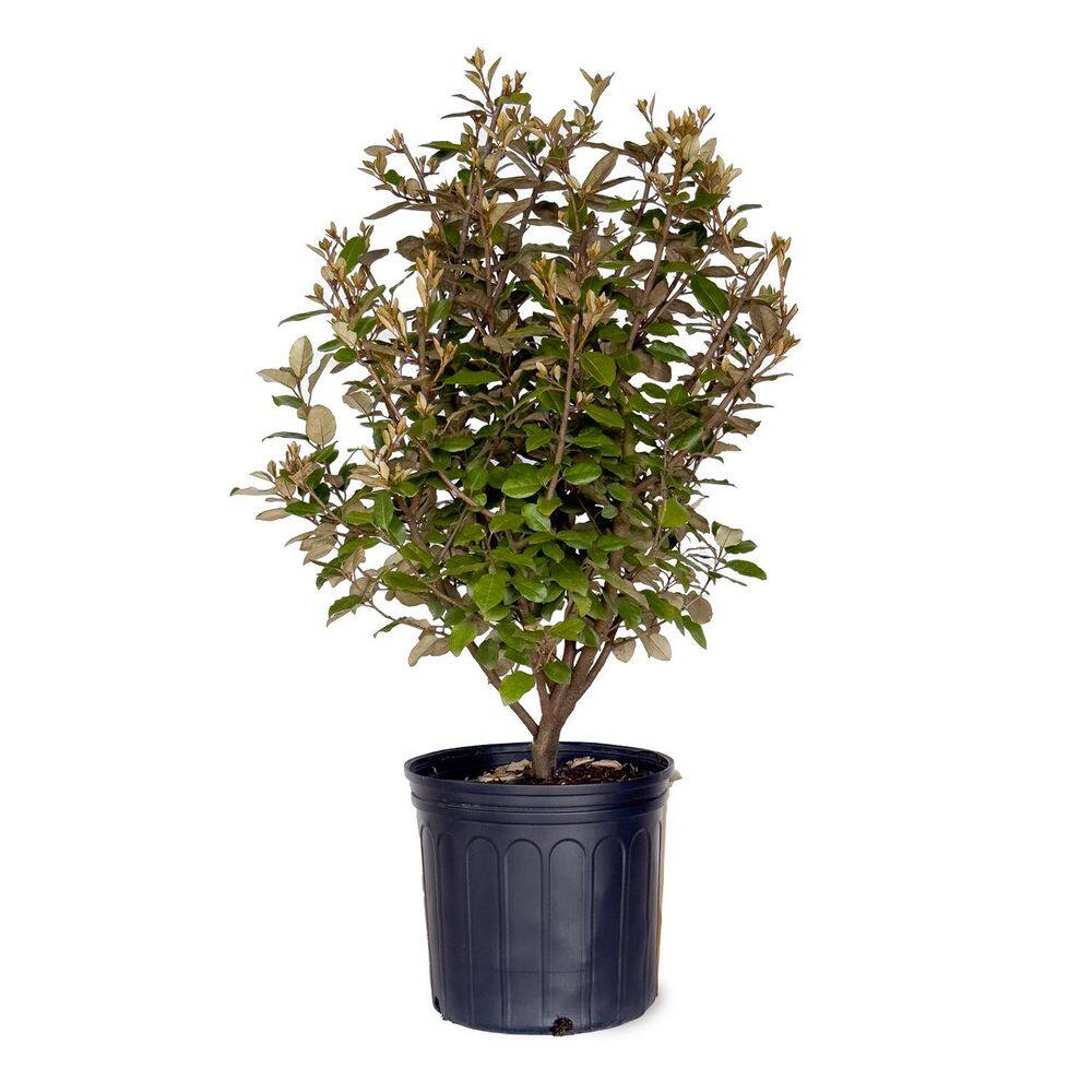 FLOWERWOOD 2.5 Gal. Elaeagnus x Ebbingei (Ebbings Silverberry; Oleaster ...