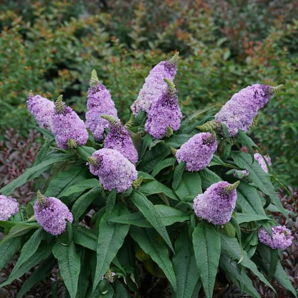 3 Gal. Buddleia Miss Violet Butterfly Bush with Purple Blossoms ...