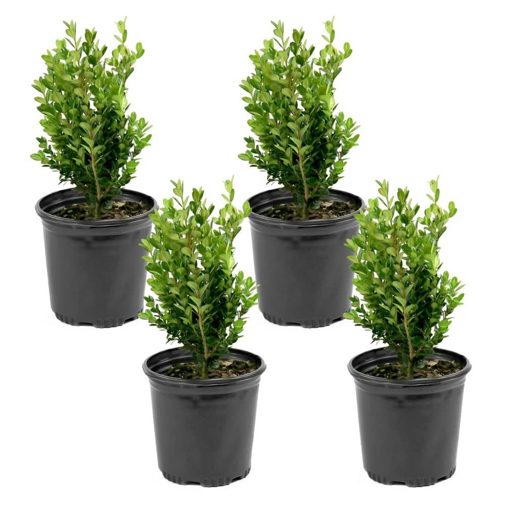 national PLANT NETWORK 1 Gal. Boxwood Wintergreen Shrub (4-Pack ...