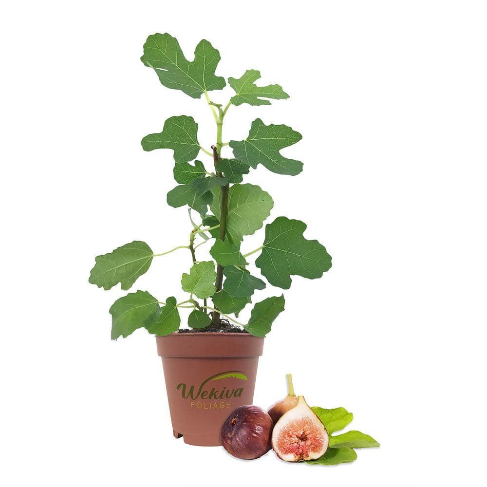 Wekiva Foliage Brown Turkey Fig Tree-Live Plant in a 2 in. Pot-Ficus ...