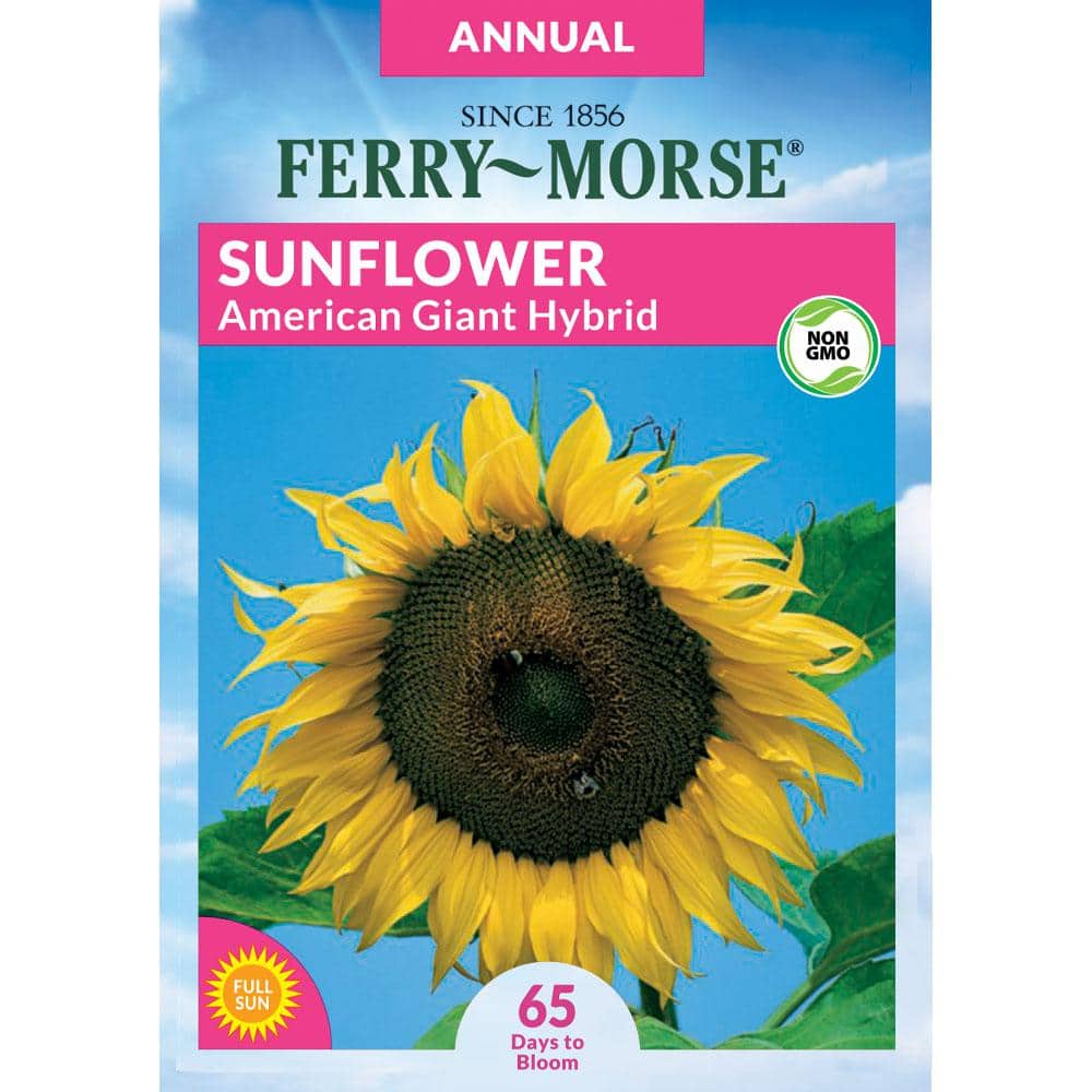 Ferry-Morse Sunflower American Giant Hybrid Flower Seed 4069 - The Home ...