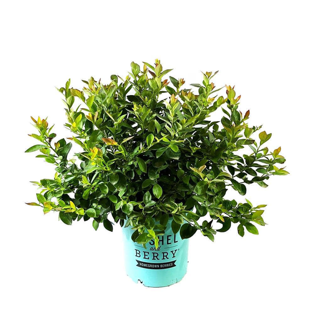 BUSHEL AND BERRY 2 Gal. Bushel and Berry Silver Dollar Blueberry Live ...