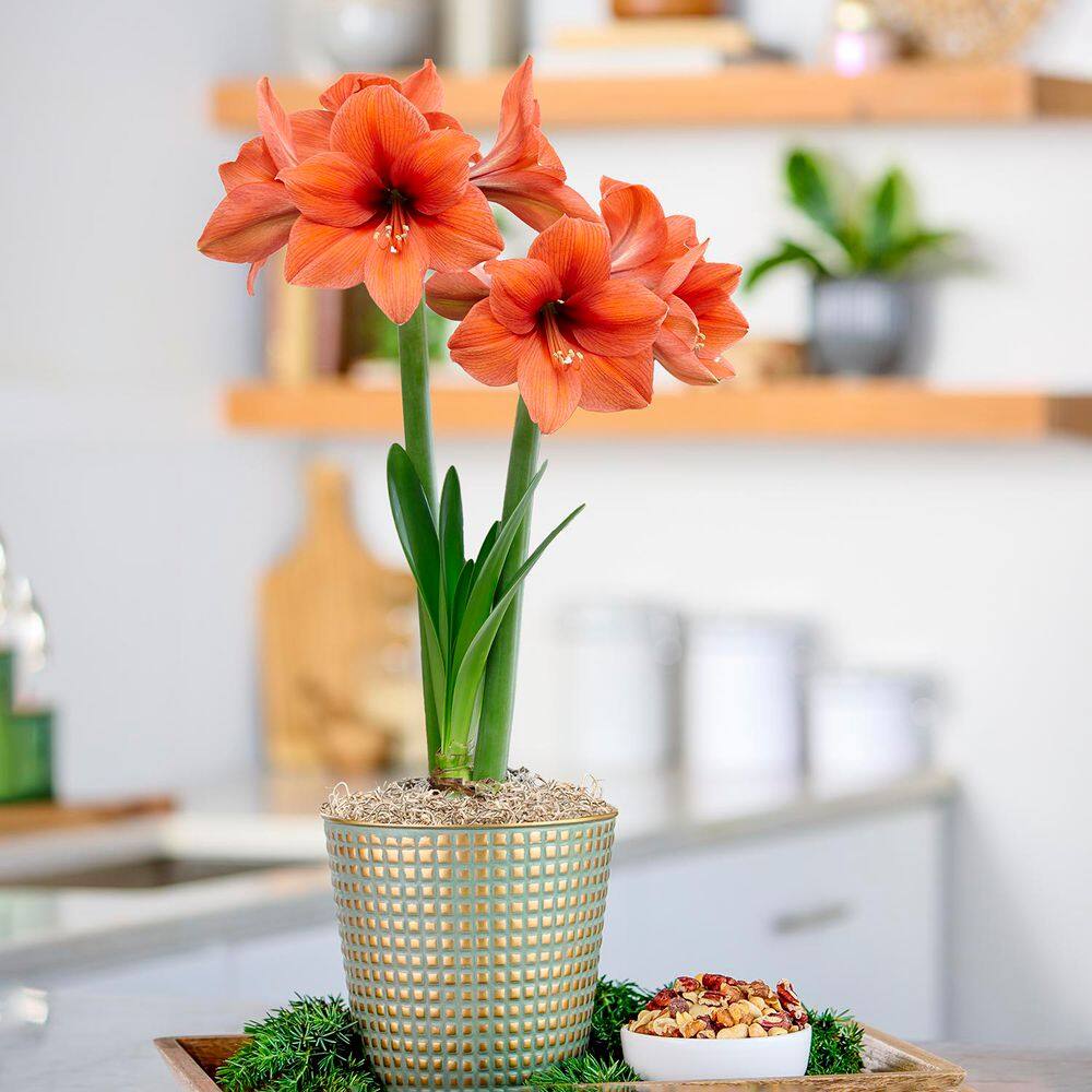 Breck's Desire Amaryllis Orange Flowering Dormant Bulb Gift Kit ...