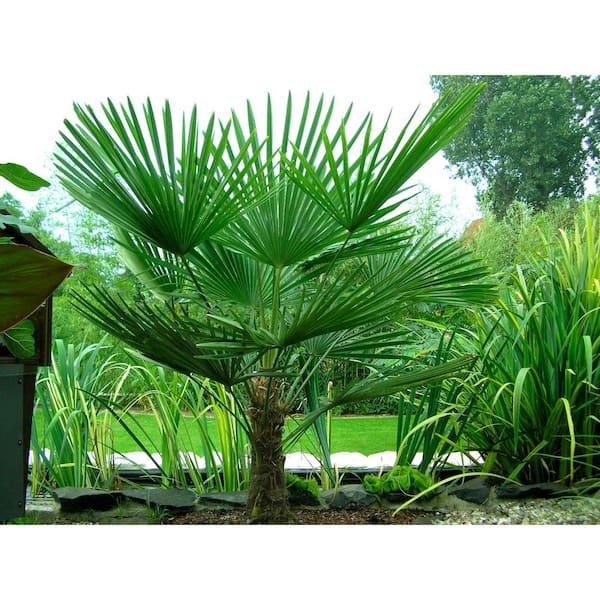 Fan Palm Trees Florida