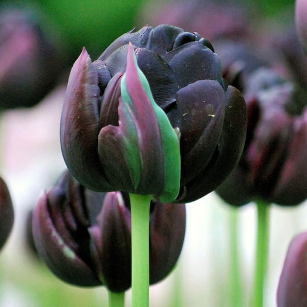 DIRECT GARDENING Black Hero Purple Spring Flowering Double Peony Tulips ...