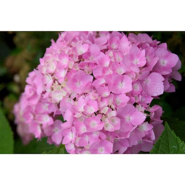Light Pink Hydrangea