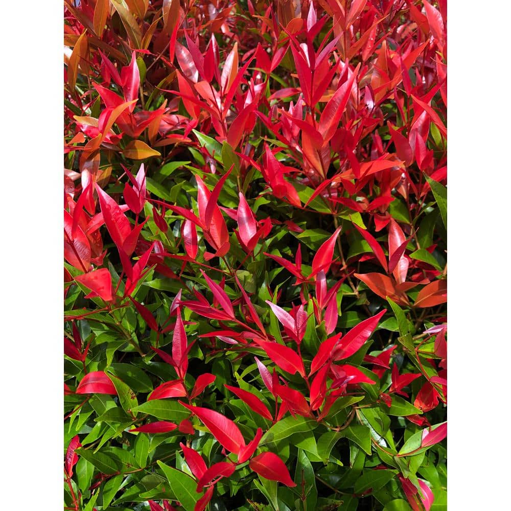 Online Orchards 1 Gal. Firepower Heavenly Bamboo Shrub With Fiery Red ...