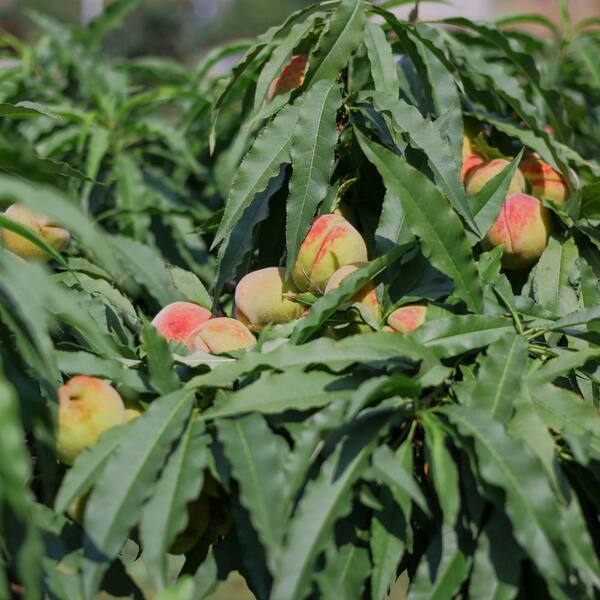 Ornamental Peach Tree Edible Fruit
