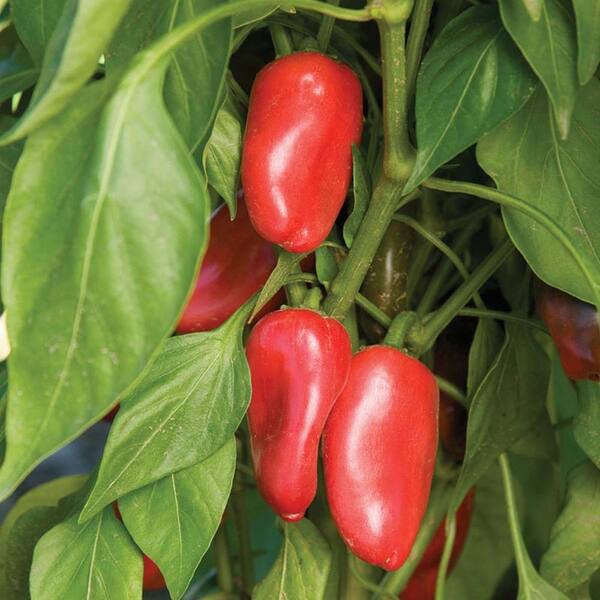 Bonnie Plants 19 oz. Sweet Red Snack Size Pepper Plant 2114