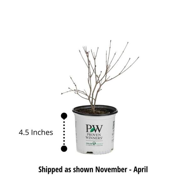 Buy 4.5 in. Qt. Wee Bit Grumpy Bigleaf Hydrangea (Hydrangea Macrophylla ...