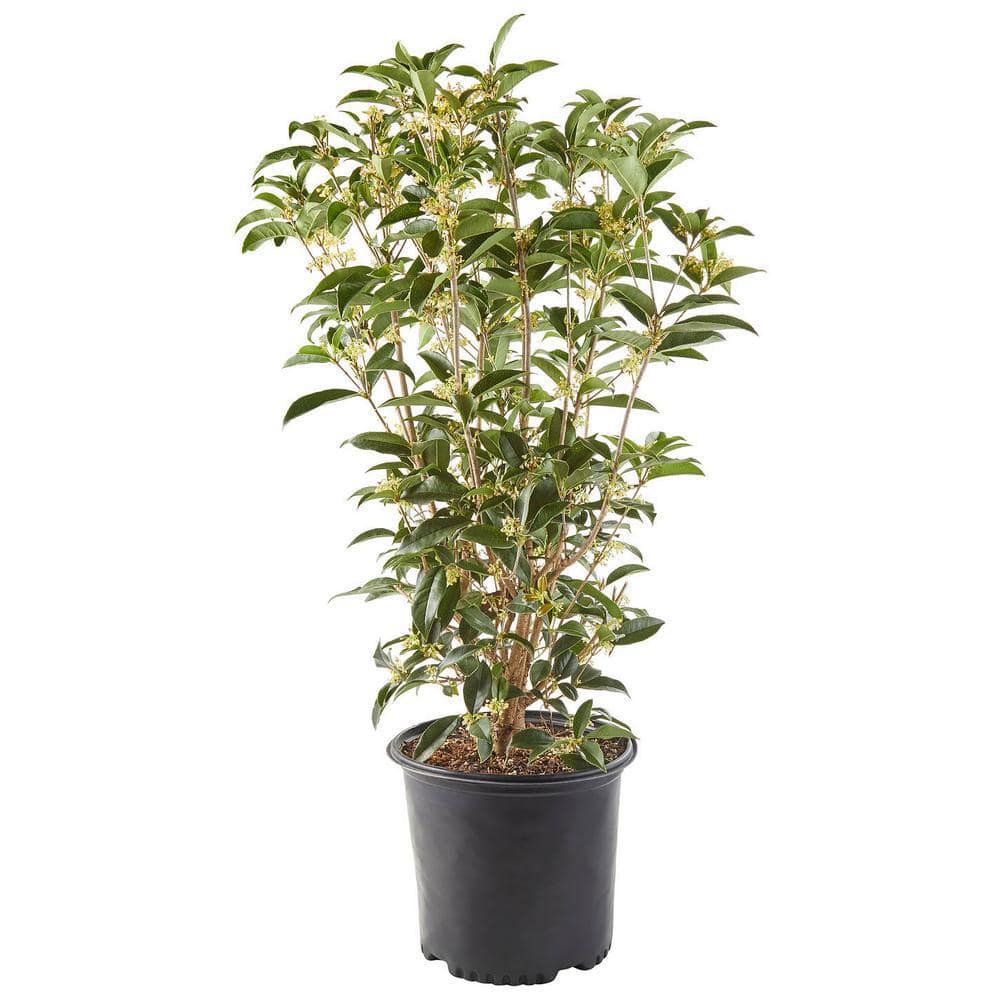 7 Gal. Osmanthus Tea Olive Shrub with White Fragrant Flowers 15976 ...