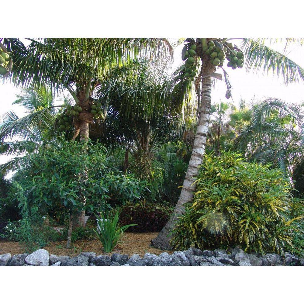 Wekiva Foliage Coco Queen Palm-3 Live Plants in 4 in. Growers Pots ...