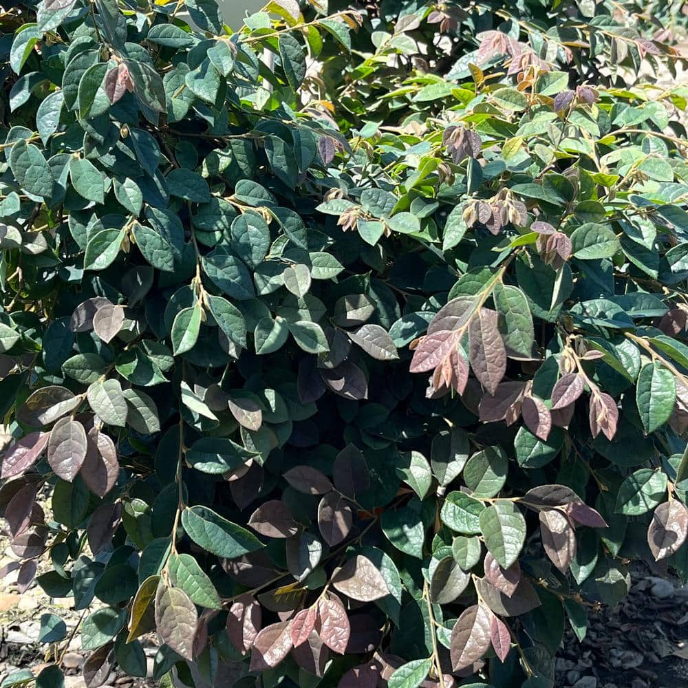 Alder & Oak #5 Container Daybreak Chinese Fringe Flowering Shub (2-Pack ...