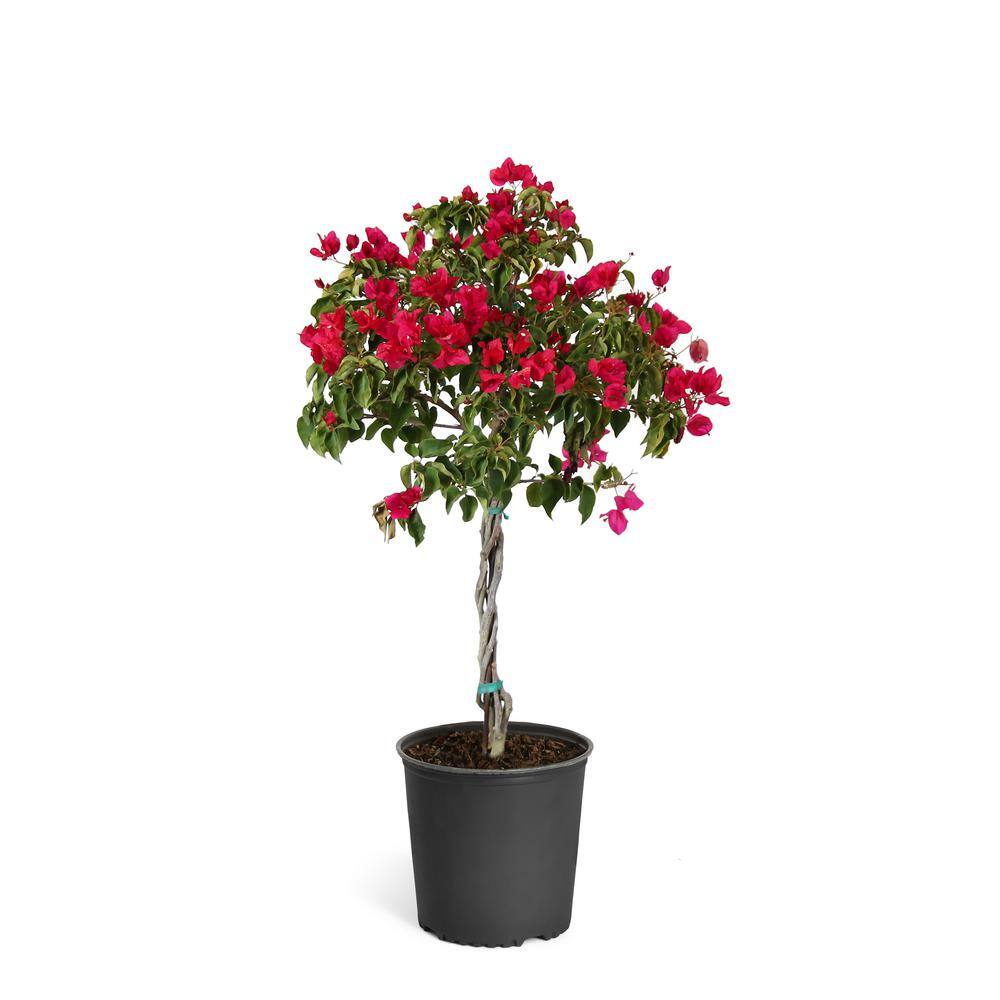 Brighter Blooms 2 Gal. Barbara Karst Bougainvillea Purple Flowering ...